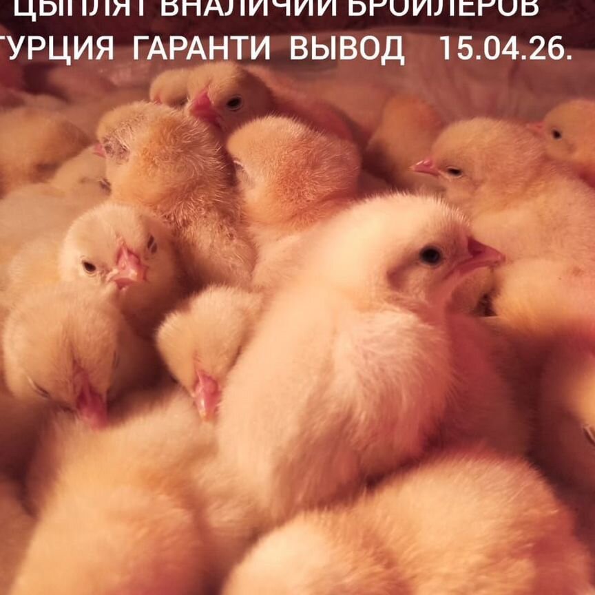 Цыплята бройлеры вналичии