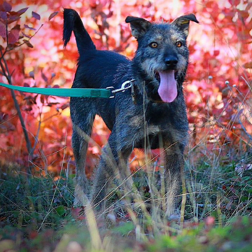 Смелый и верный Ральф в поисках дома