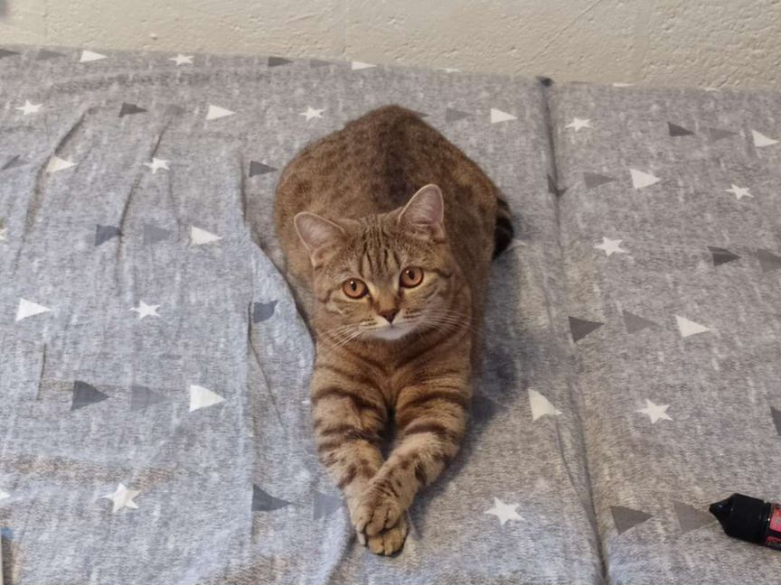 Британская кошка