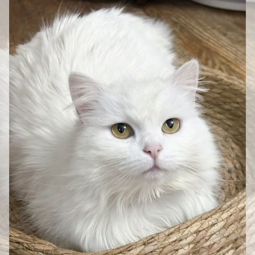 Взрослая, кошка в добрые руки