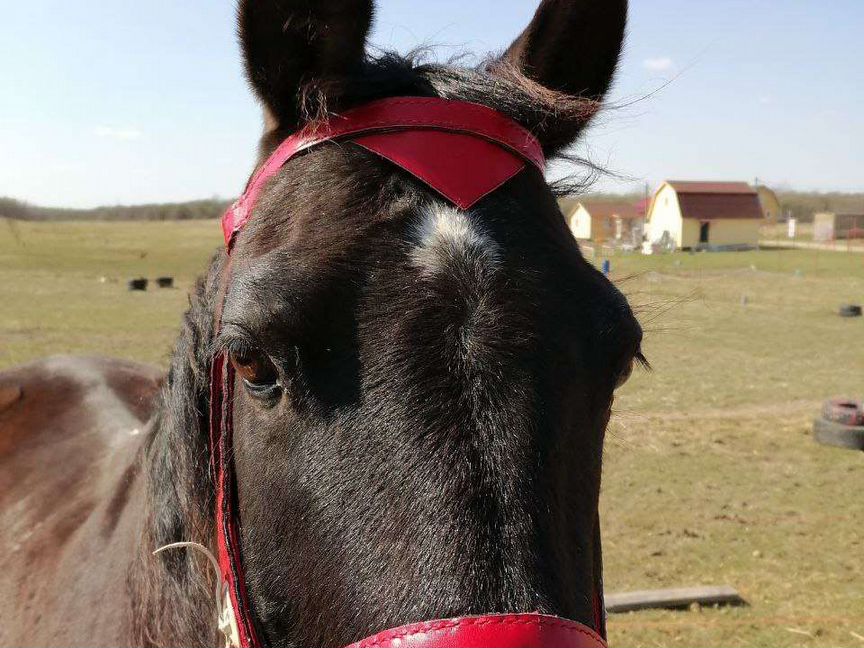 Безтрензельное оголовье