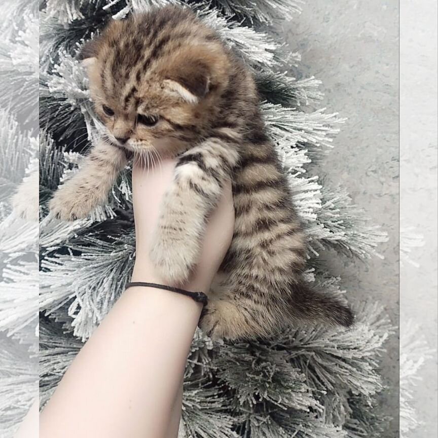 Шотландские плюшечки