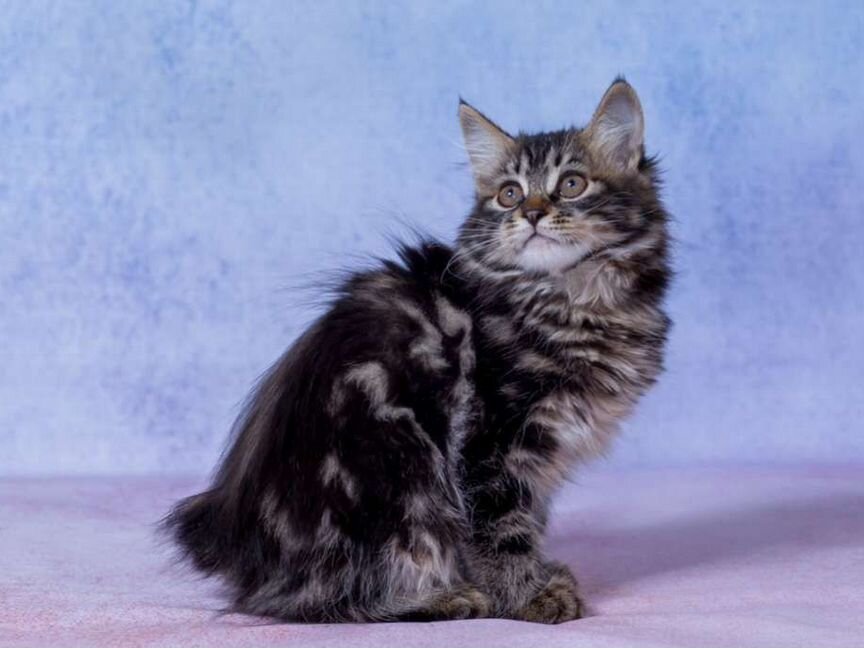 Курильский бобтейл мальчик