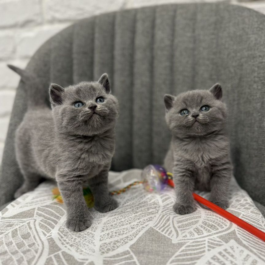 Британские щечки