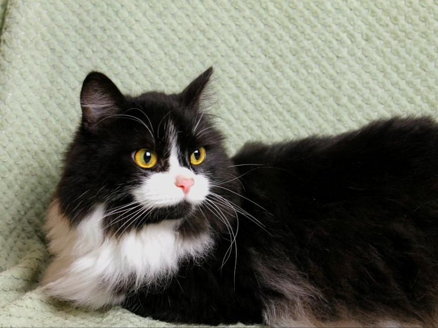 Невероятная кошка пропадает в приюте