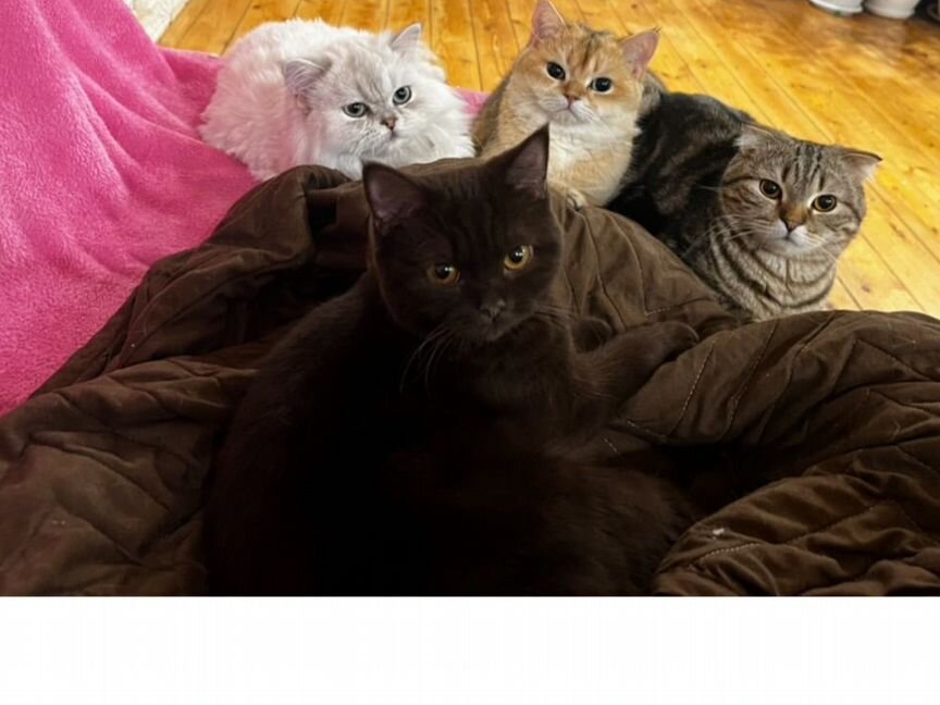 Чистокровные шотландские коты