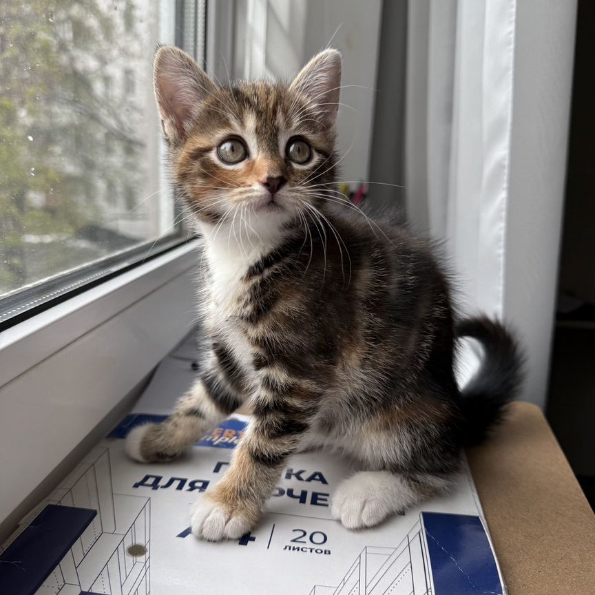 Котёнок от частного владельца