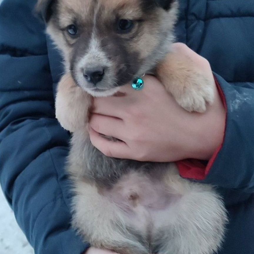 Пристраиваем щенят