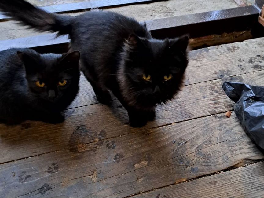 Котята в дар