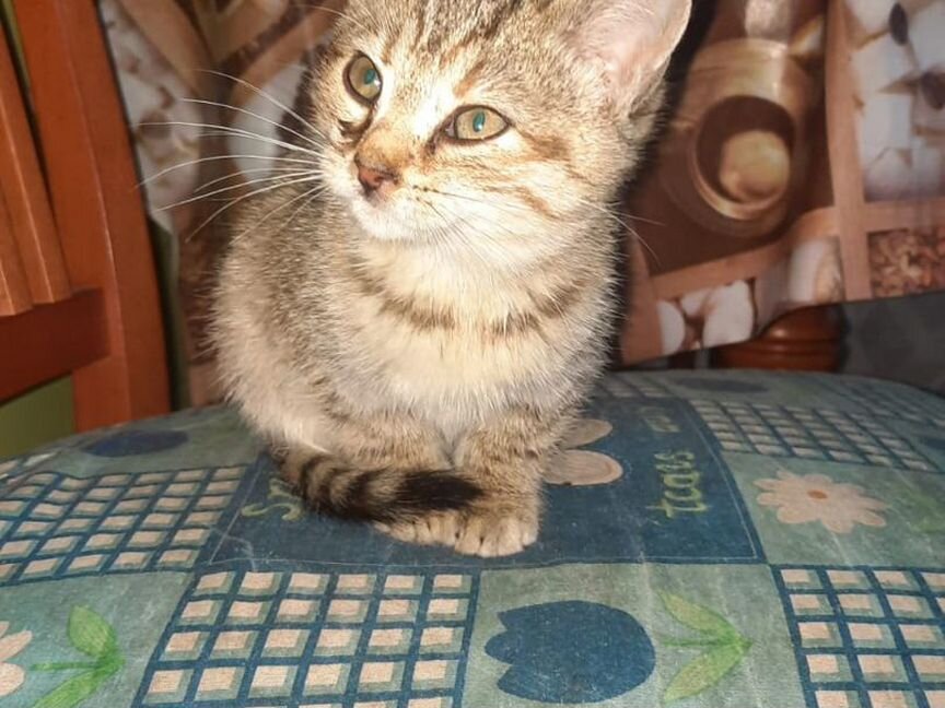 Котёнок в дар