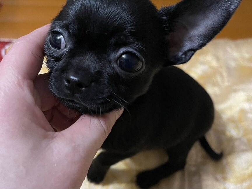 Чихуахуа девочка черная жемчужина