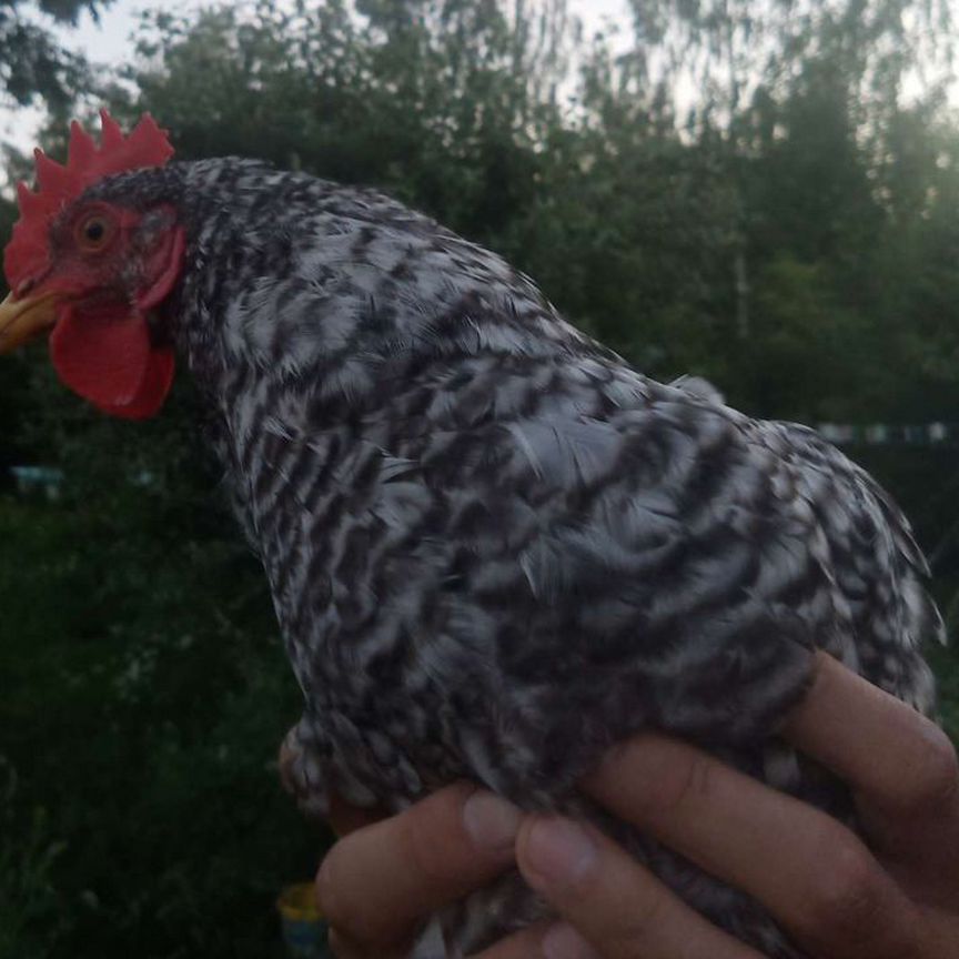 Куры- молодки