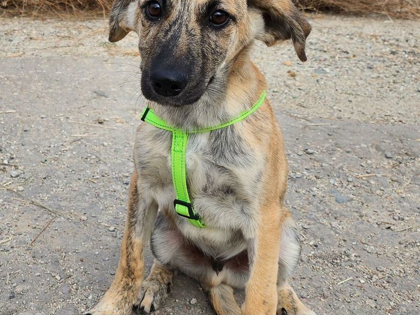 Маленький Имбирчик ищет семью