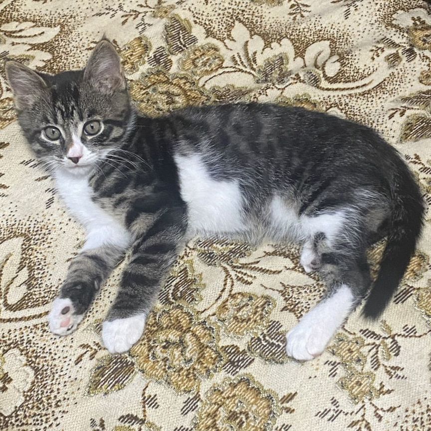 Котята в добрые руки бесплатно мальчик