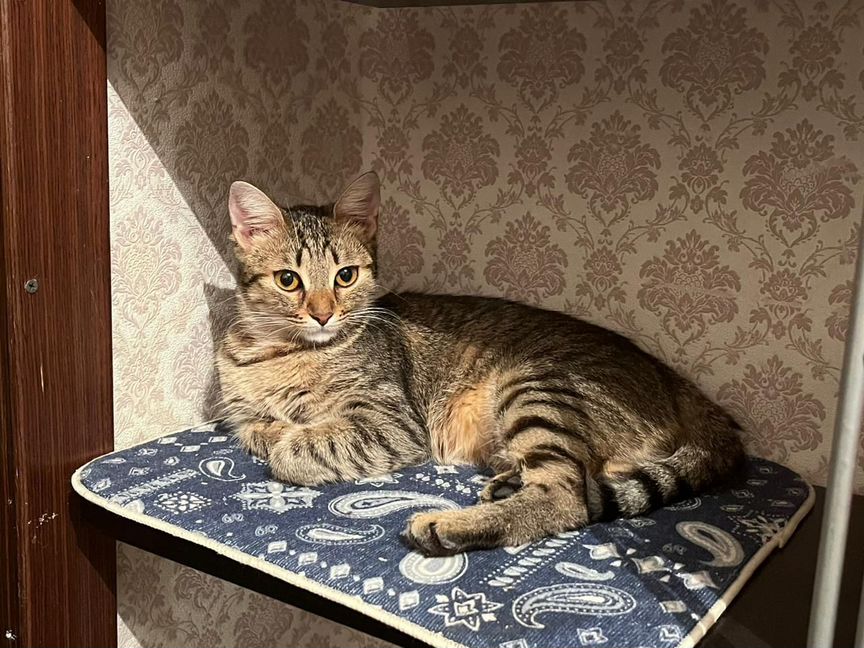 Оцикет 1 год кошка в дар привезу