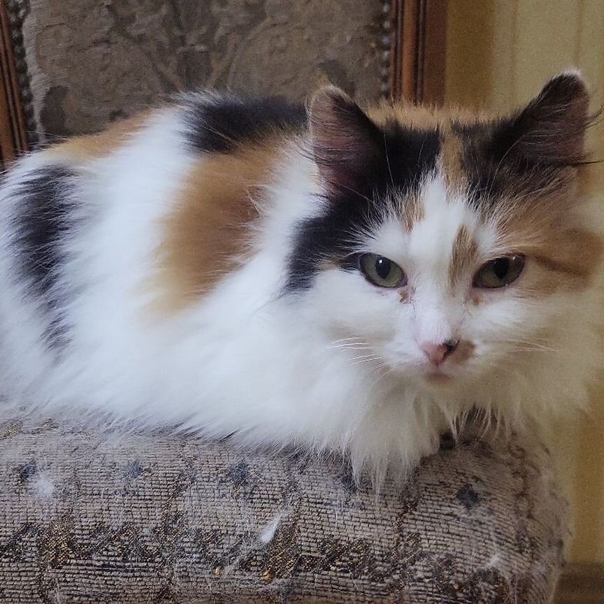 Взрослая кошка в добрые руки