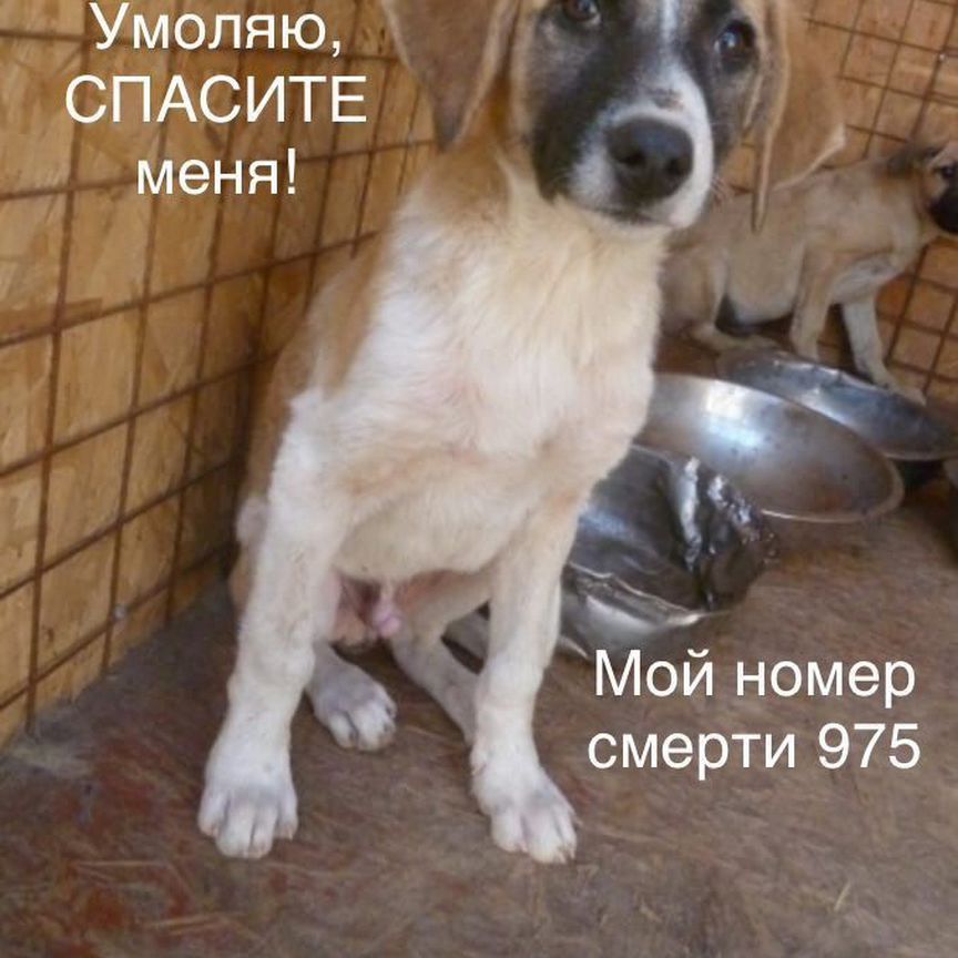 Собака в добрые руки