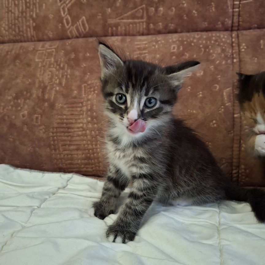Котята в добрые руки за 1 р