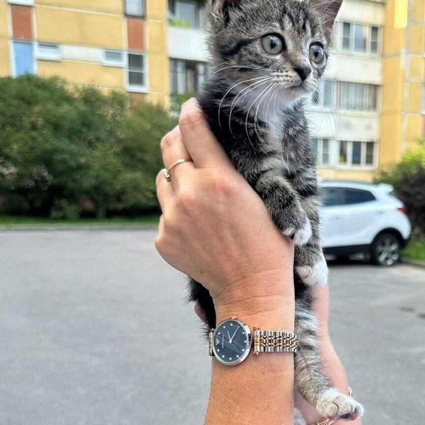 Котёнок в добрые руки, девочка 2 месяца