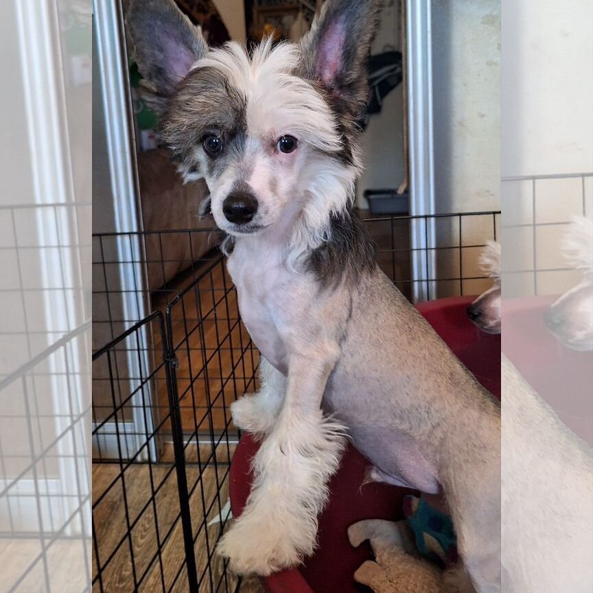 Китайская хохлатая, щенок