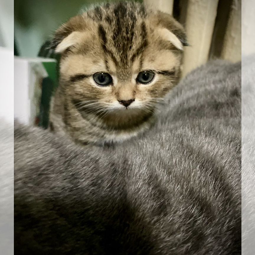 Шотландская