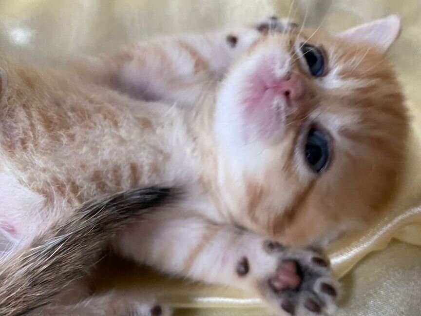Котята