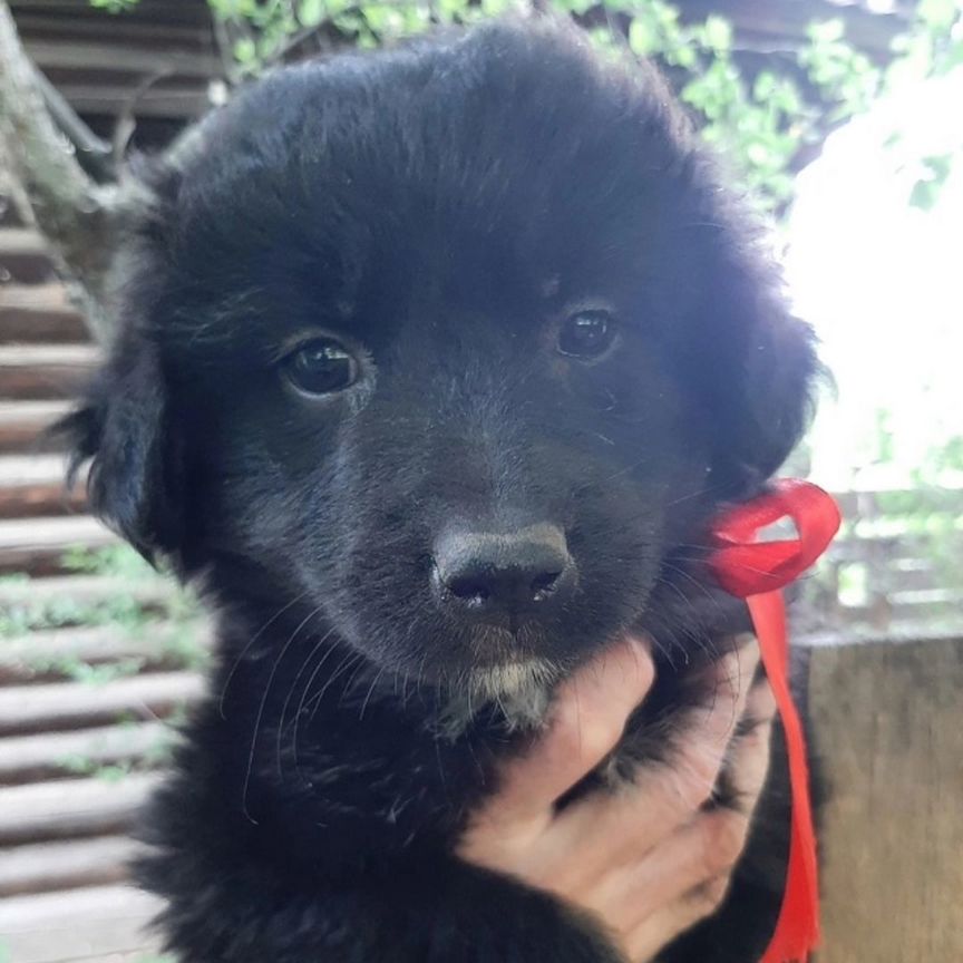 Щенок в добрые ручки