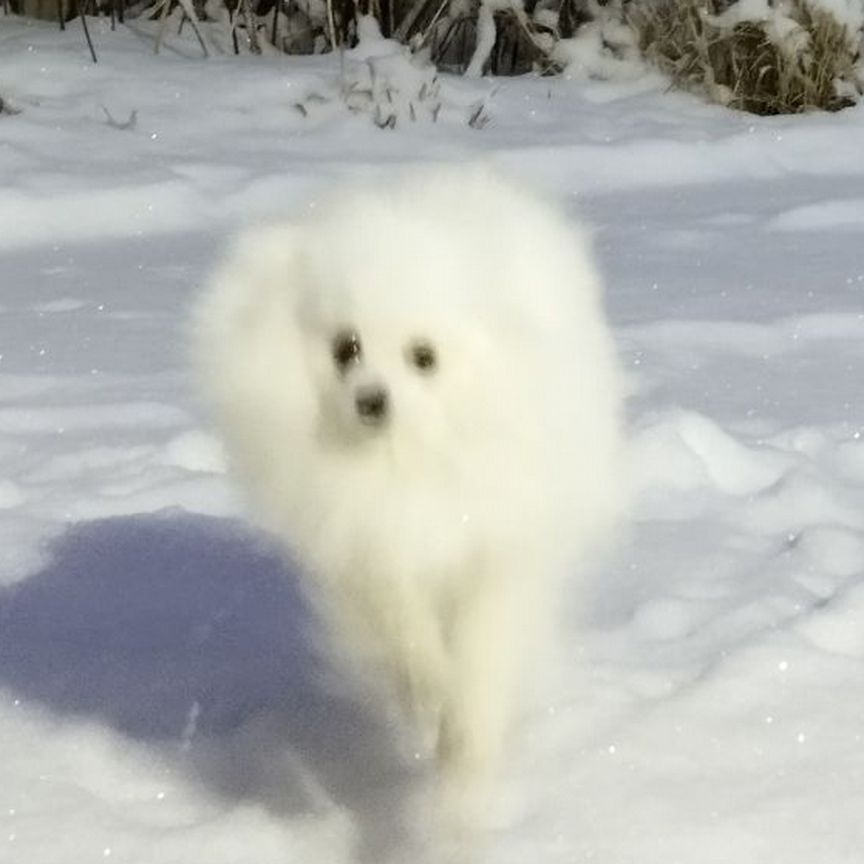 Померанский шпиц