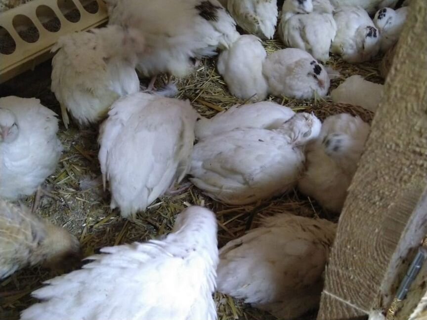 Самец перепелки