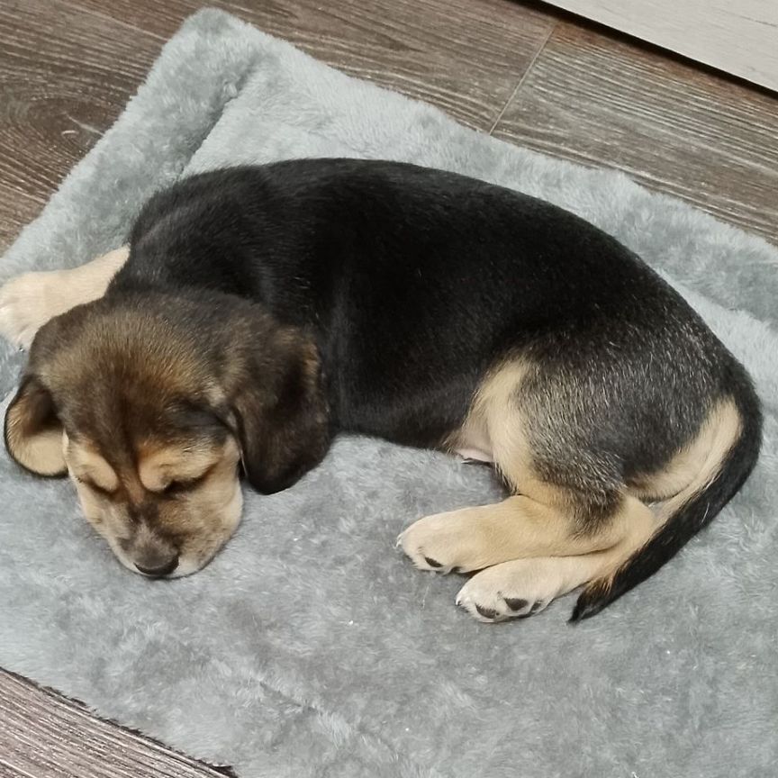 Щенок бигль