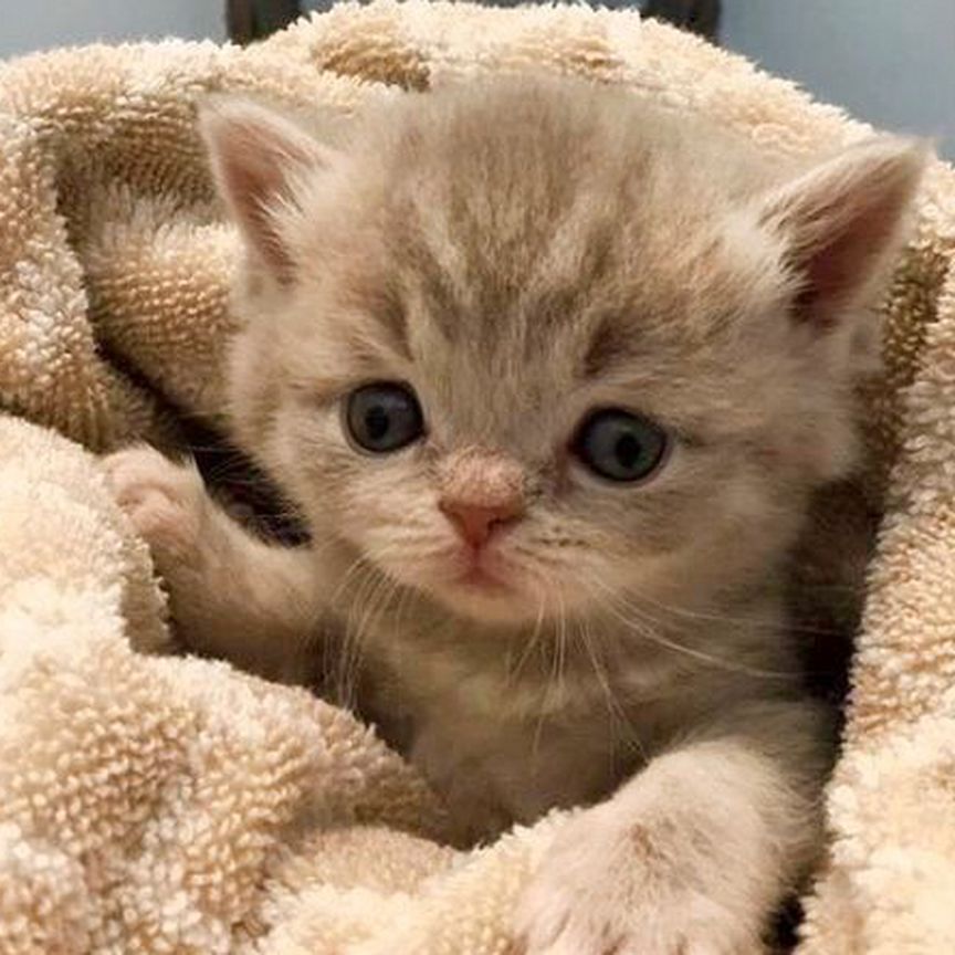 Шотландские котята
