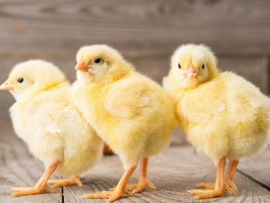 Бройлерные 7 дней