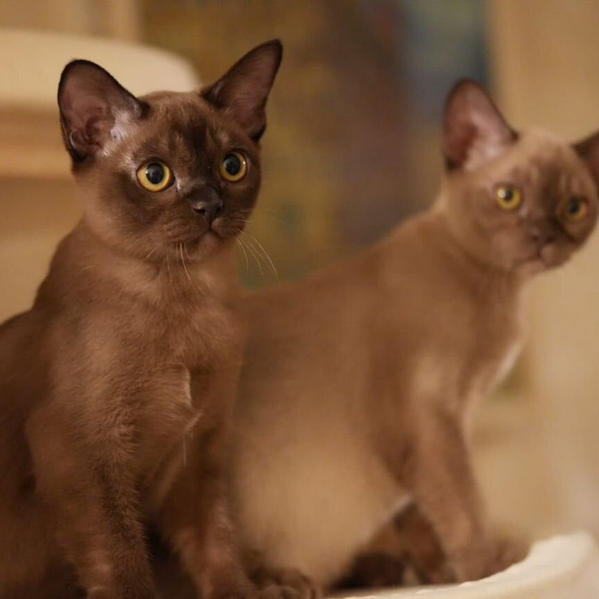 Бурманские котята соболь