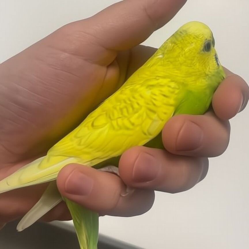 Попугаи волнистые мальчики