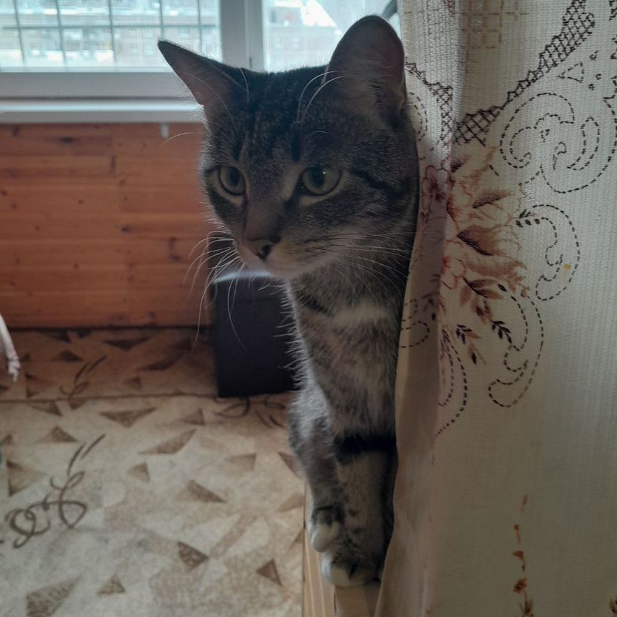 Кот кострированный смесь бенгала