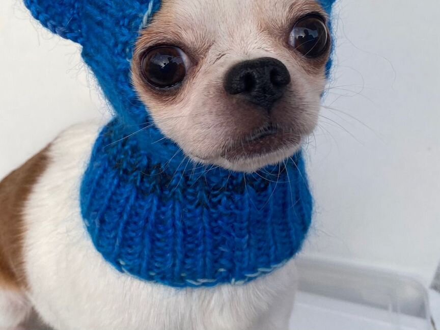 Шапка для собак мелких пород