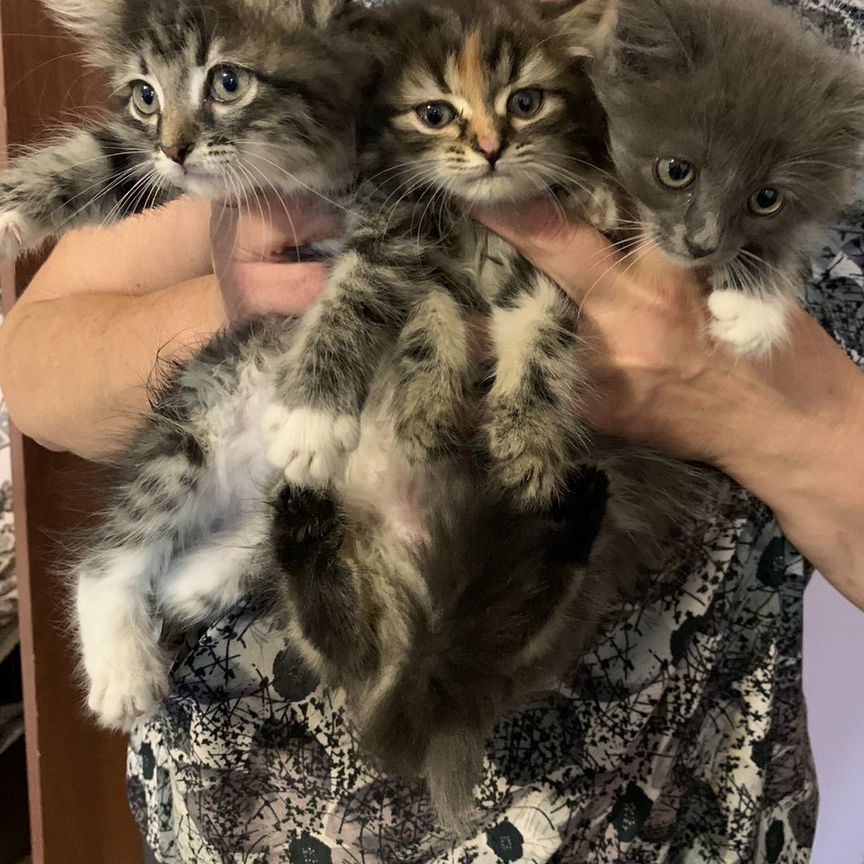 Котята в добрые руки