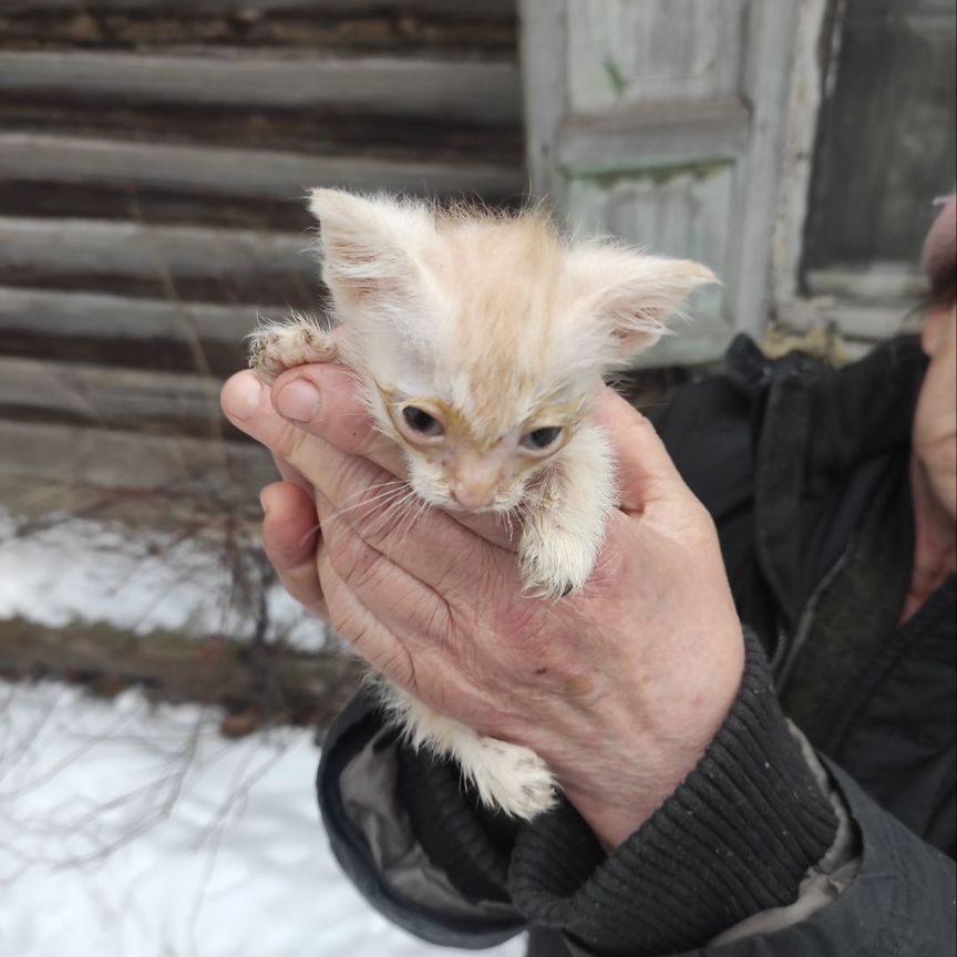 Котёнок 1,5 мес. ждëт спасение
