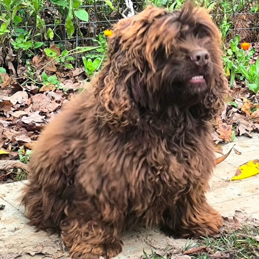 Американский кокер-спаниель, взрослая собака