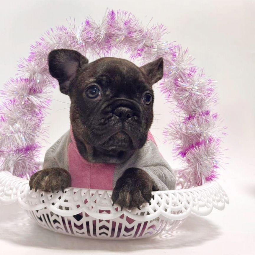 Французский бульдог щенки