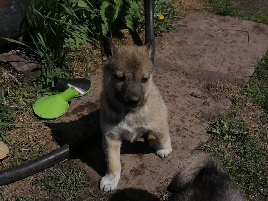 Западно сибирская лайка