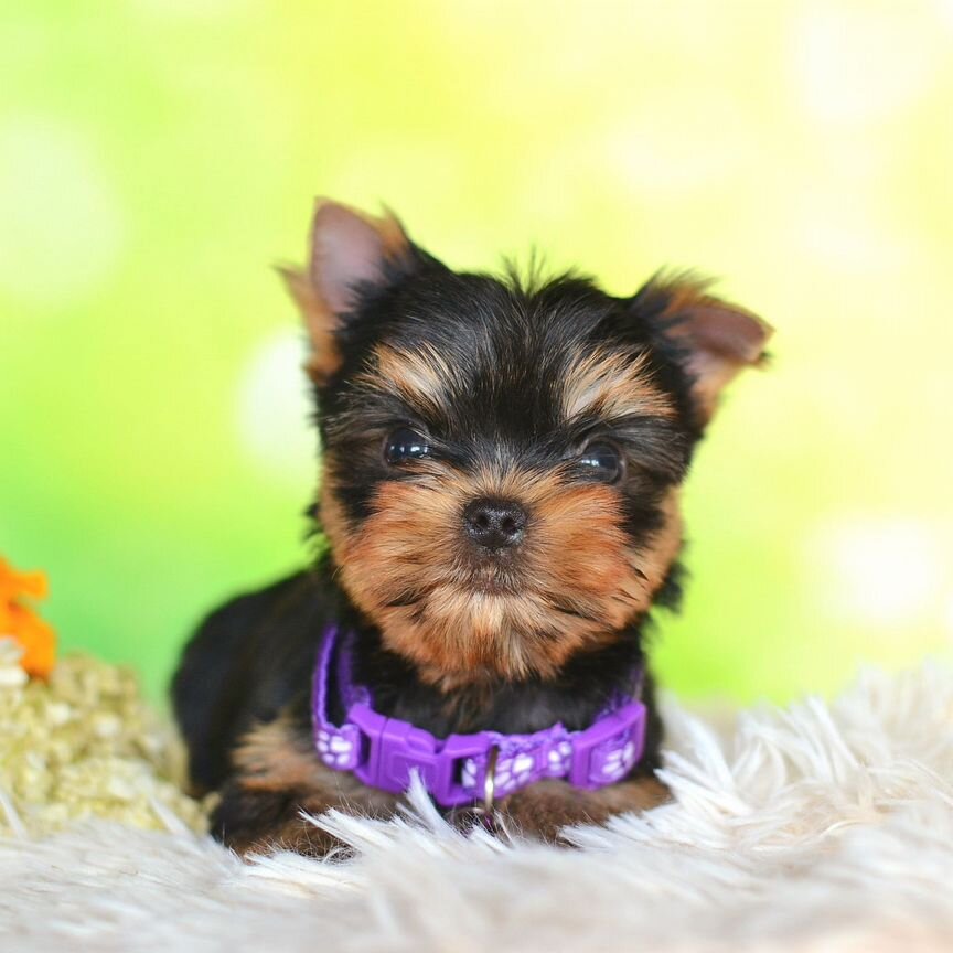 Мальчишки маленького размера, РКФ