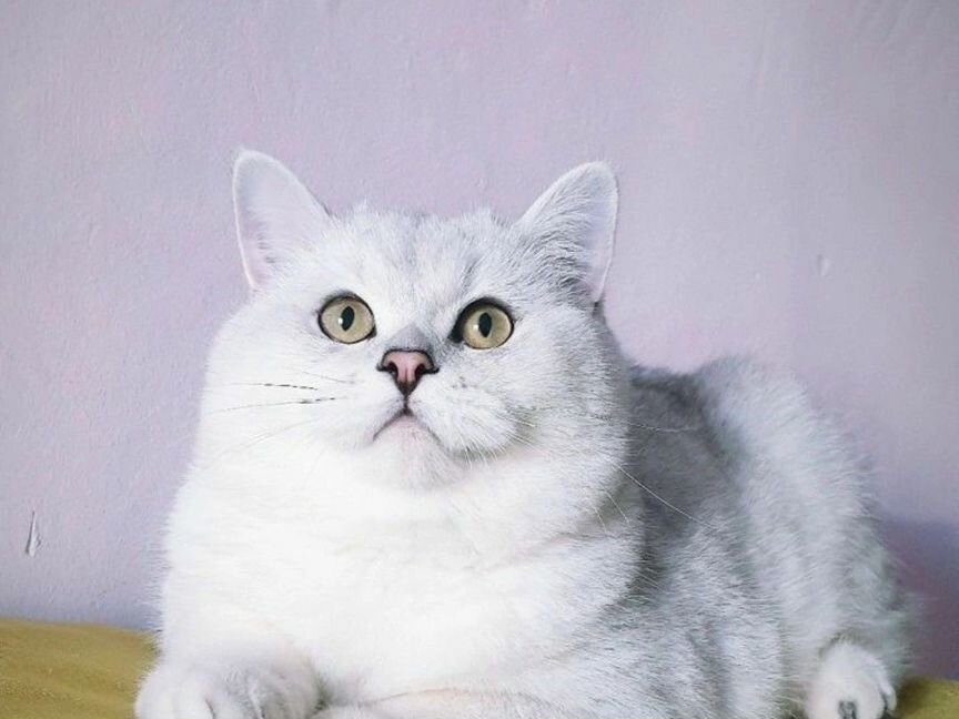 Британский котёнок Икар