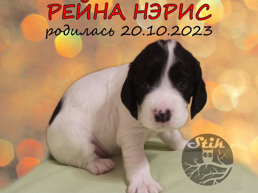 Русский охотничий спаниель щенки
