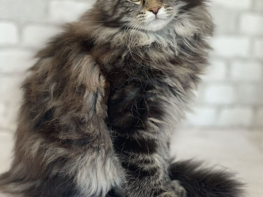 Котята норвежская лесная