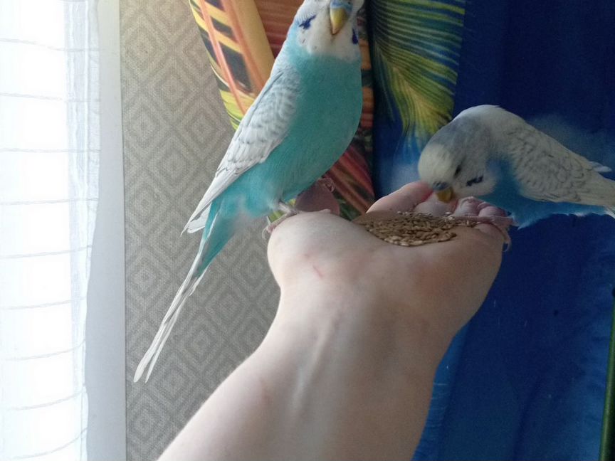 Волнистый попугай