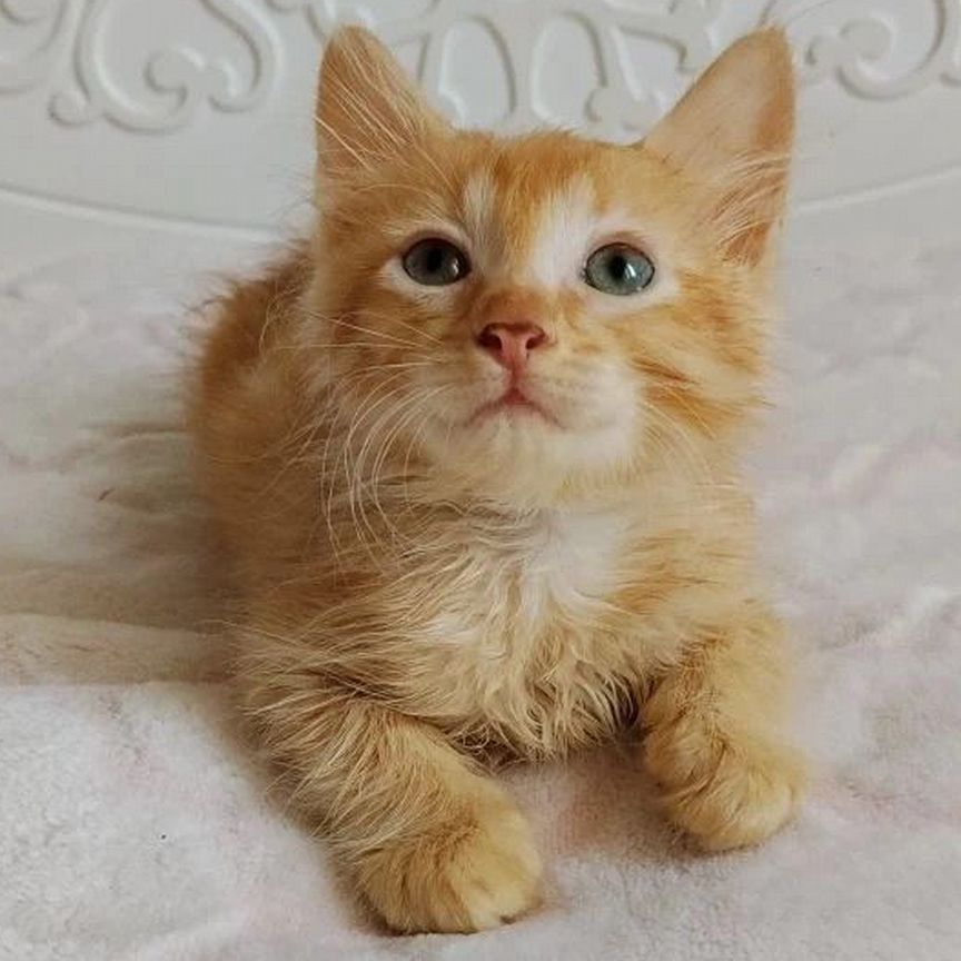 Донской сфинкс котёнок