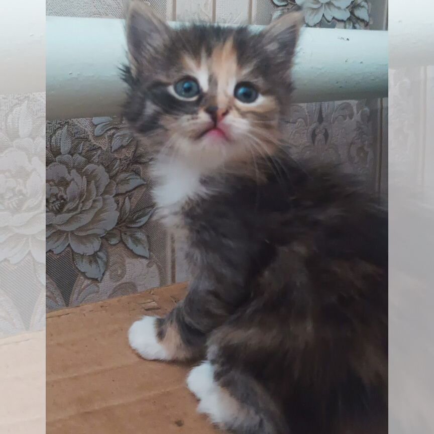Котики бесплатно в добрые руки