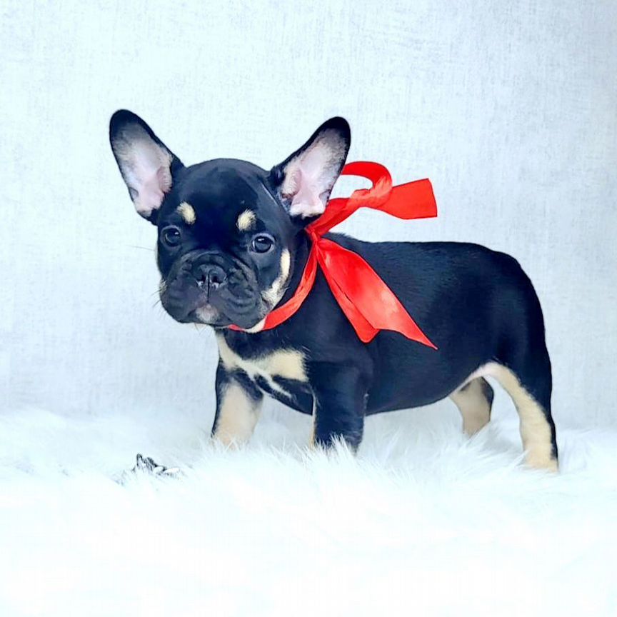 Французский бульдог щенки