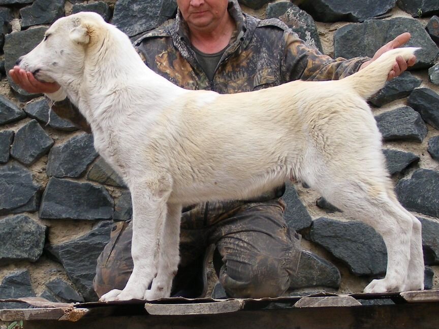 Щенки алабая